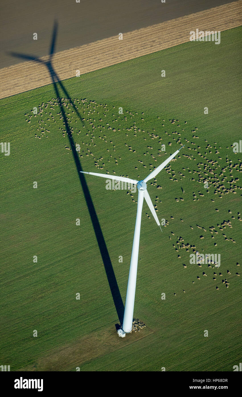 Wind power plant on a field, sheep herd, fields, alternative energy ...