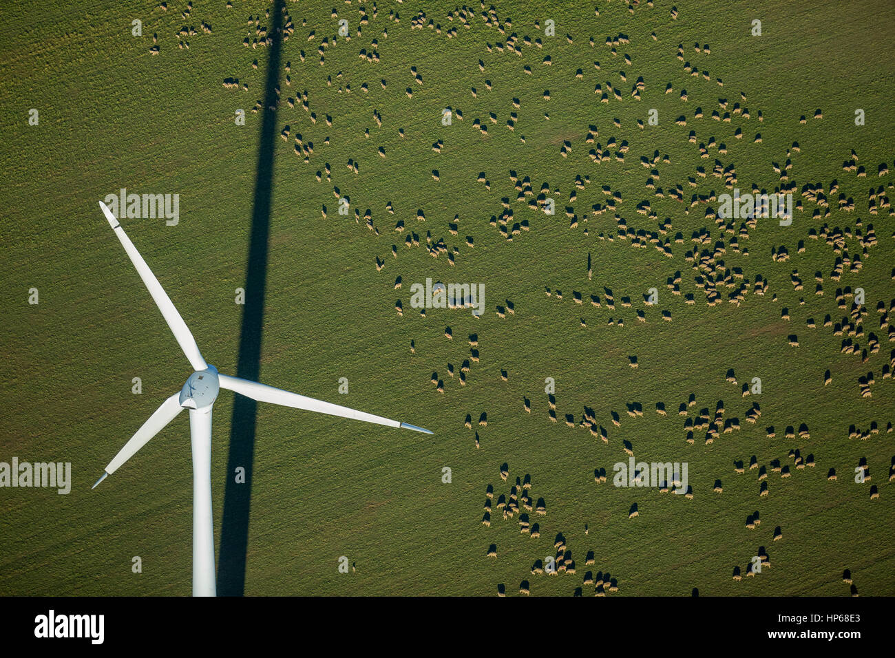 Wind power plant on a field, sheep herd, fields, alternative energy ...