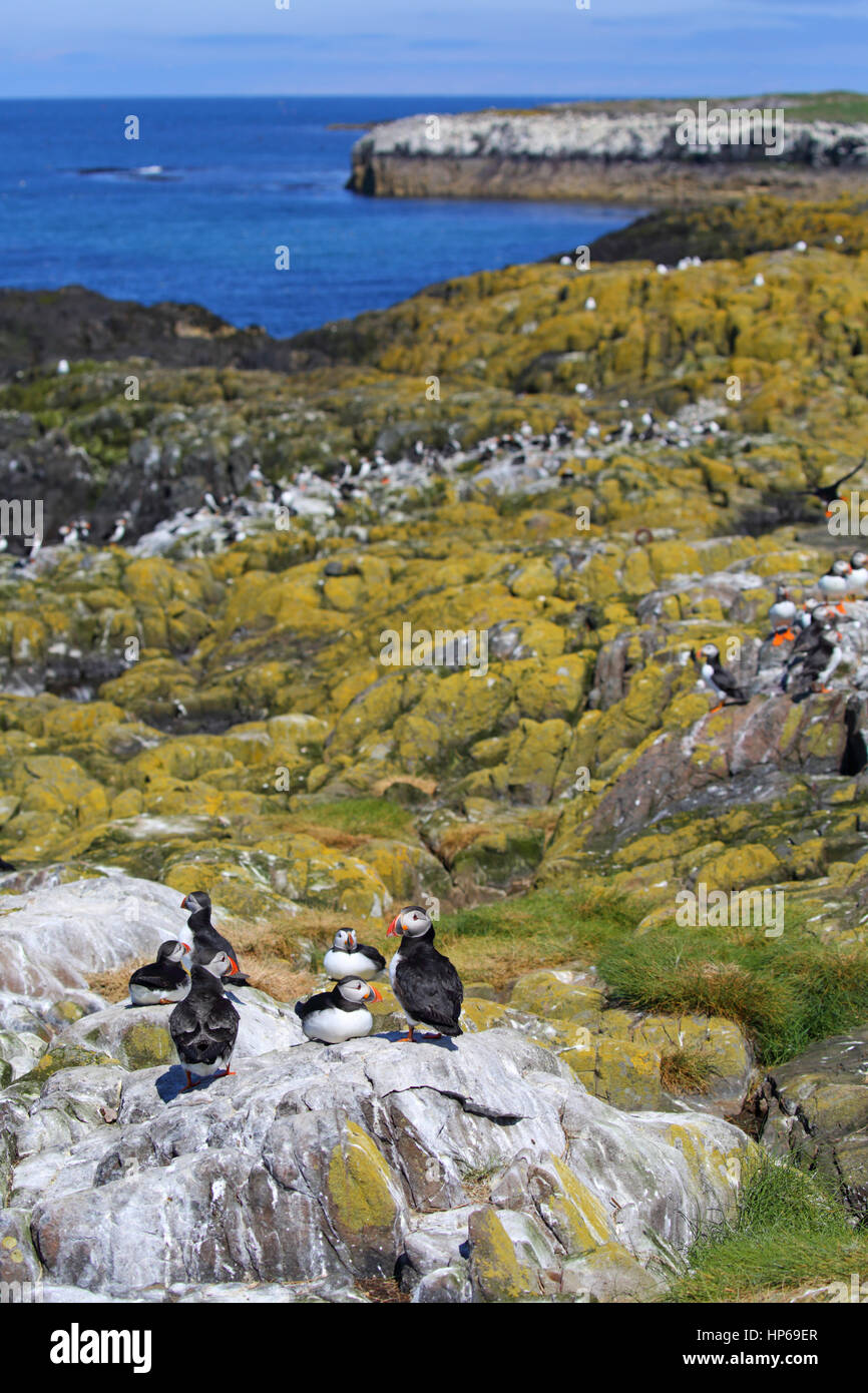 Atlantic puffin colony on island hi-res stock photography and images ...