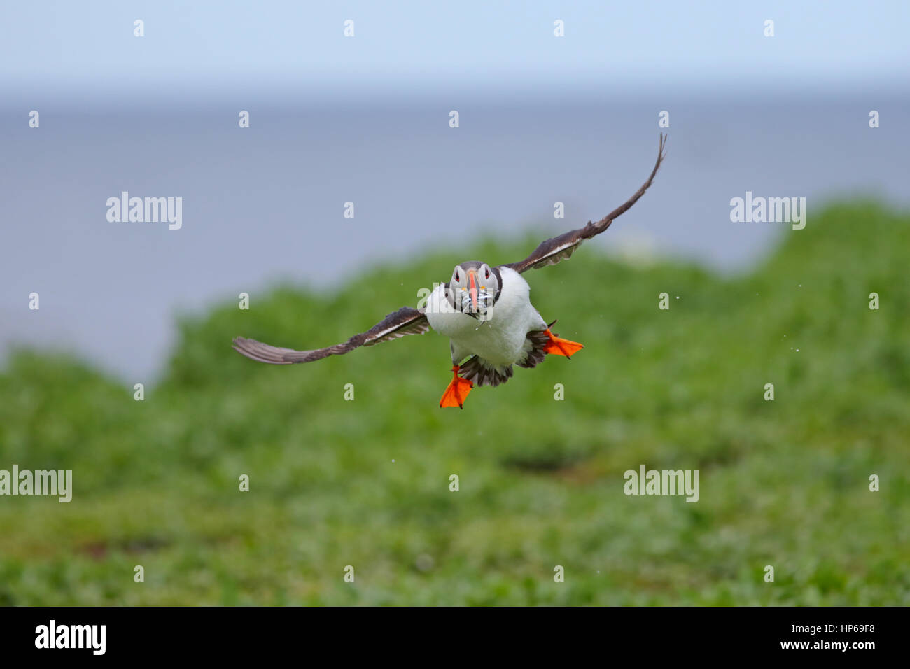 Puffin flying over sea hi-res stock photography and images - Alamy