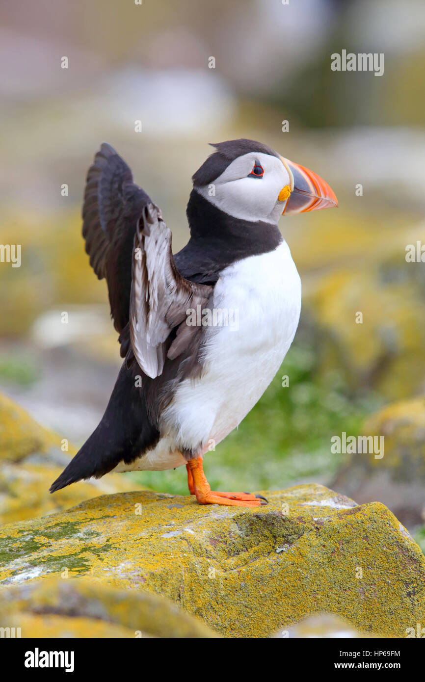 Fluffin puffin hi-res stock photography and images - Alamy