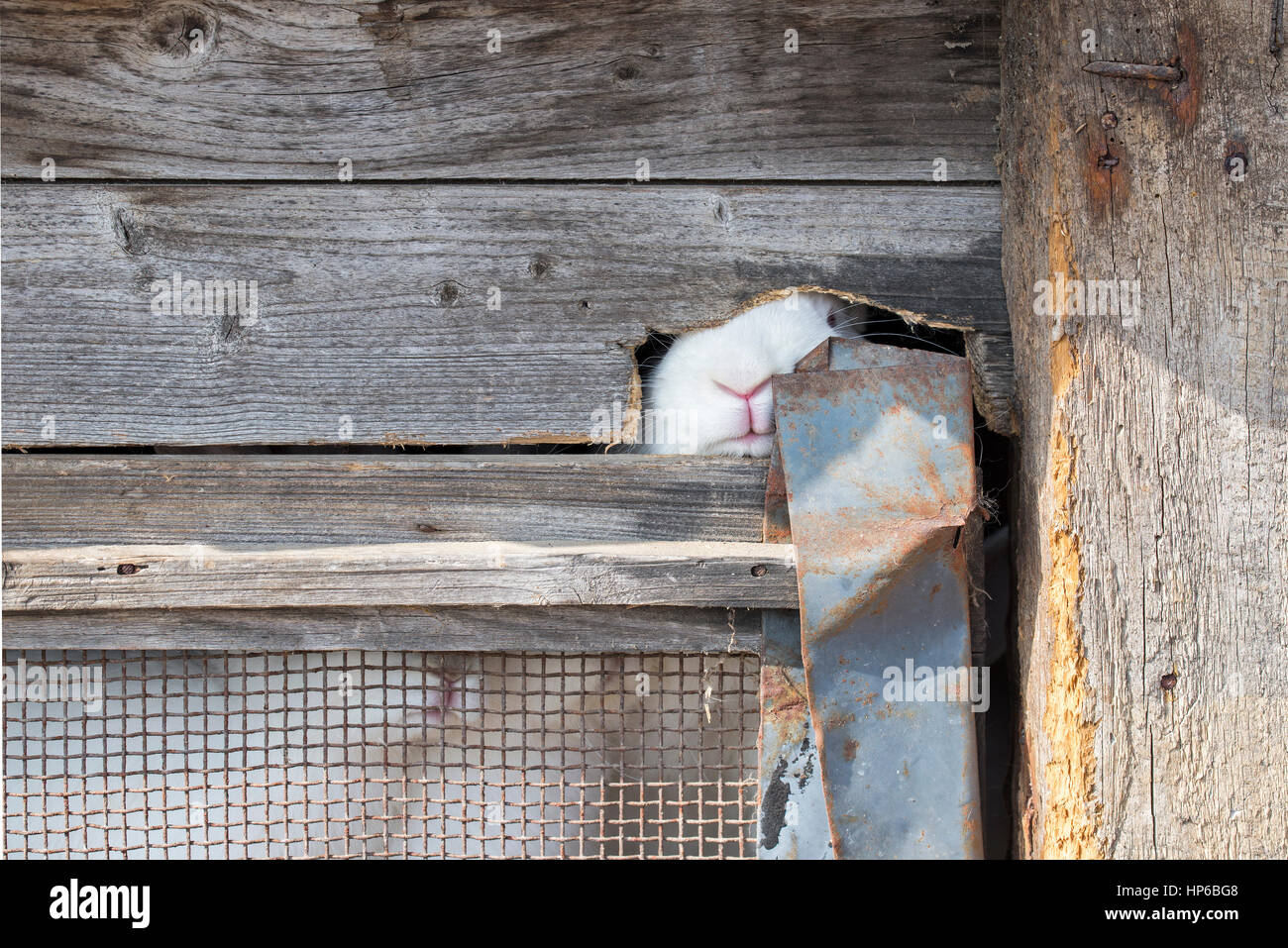 Net cage breeding hi-res stock photography and images - Alamy