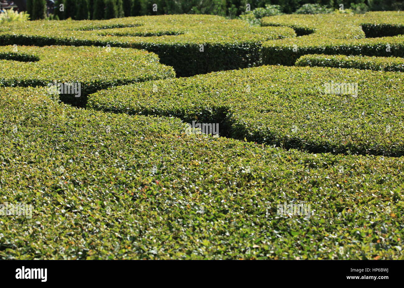 abstract green background regular garden Stock Photo - Alamy