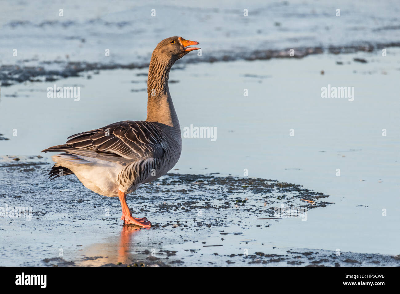 Animal water hole hi-res stock photography and images - Alamy