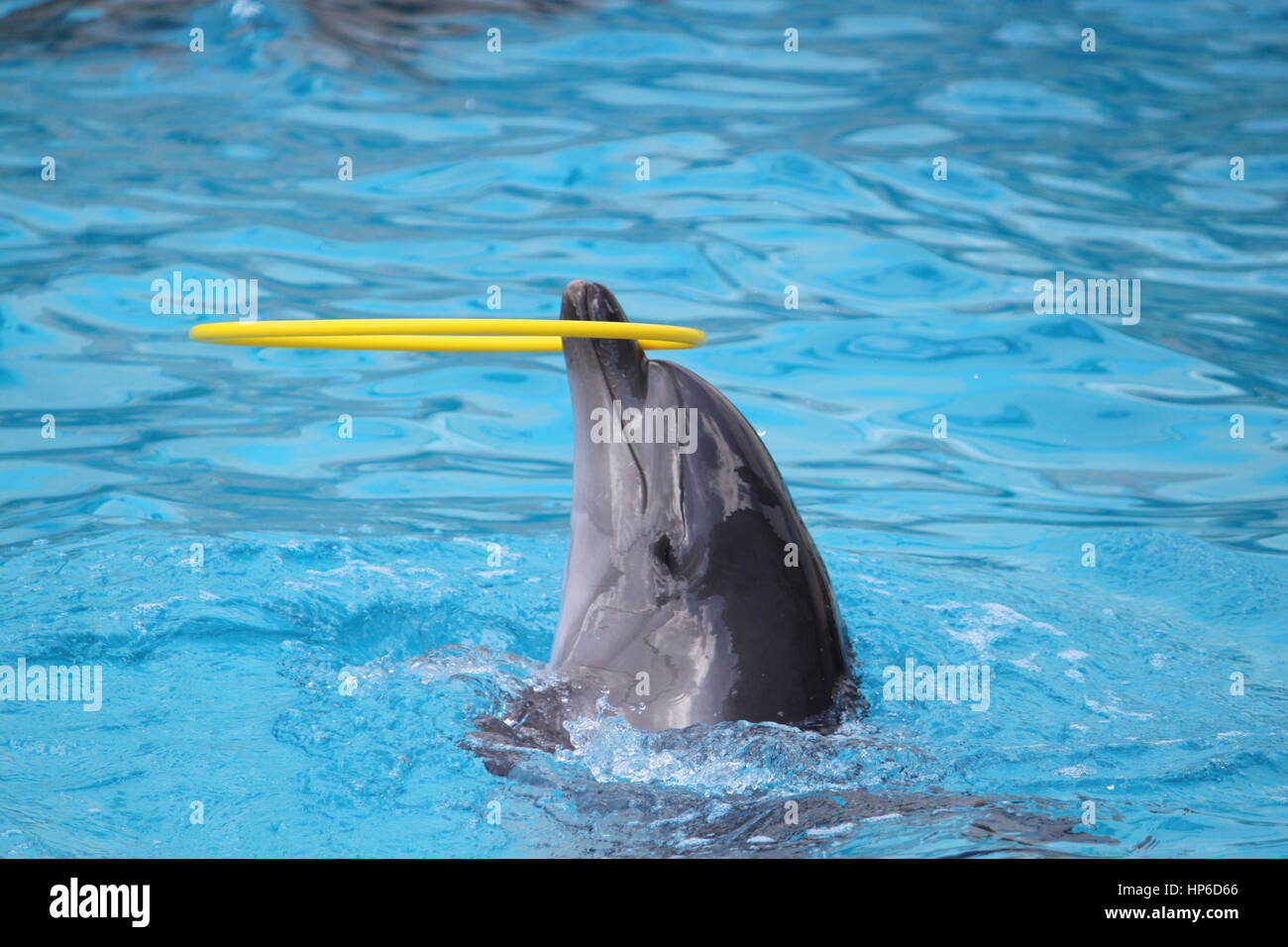 Bottlenose dolphins tursiops truncatus dolphin show hi-res stock ...