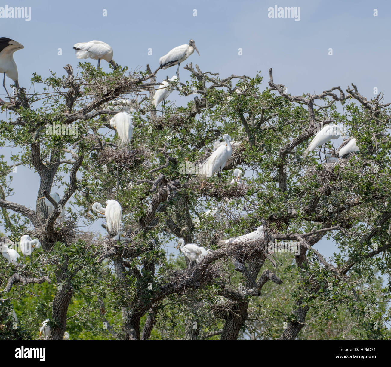 Nesting Tree Full of Egrets and Wood Storks Stock Photo - Alamy