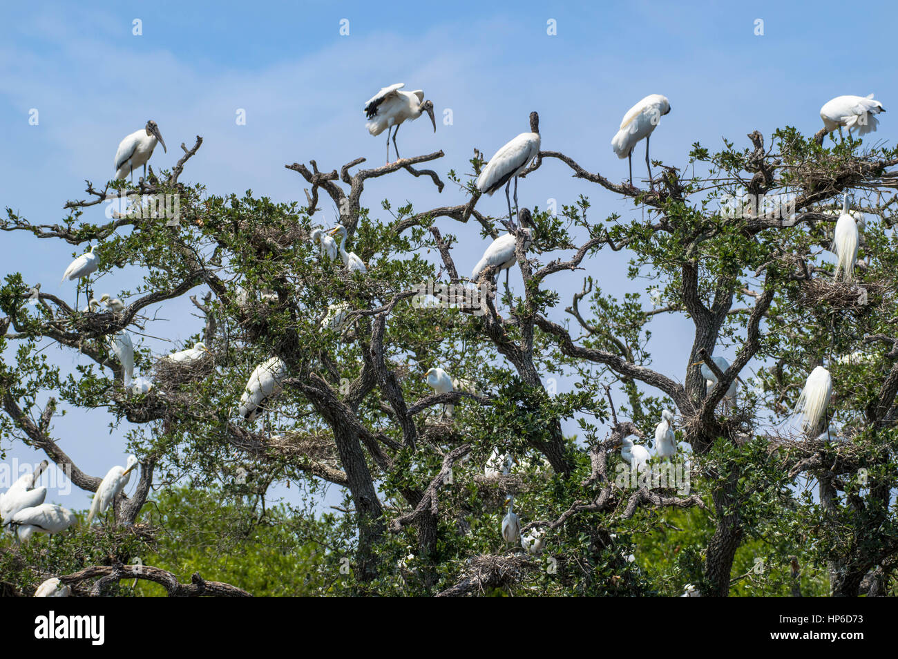Nesting Egrets High Resolution Stock Photography and Images - Alamy