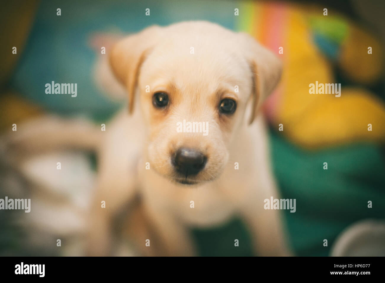 Funny small labrador looking with interest in camera Stock Photo - Alamy