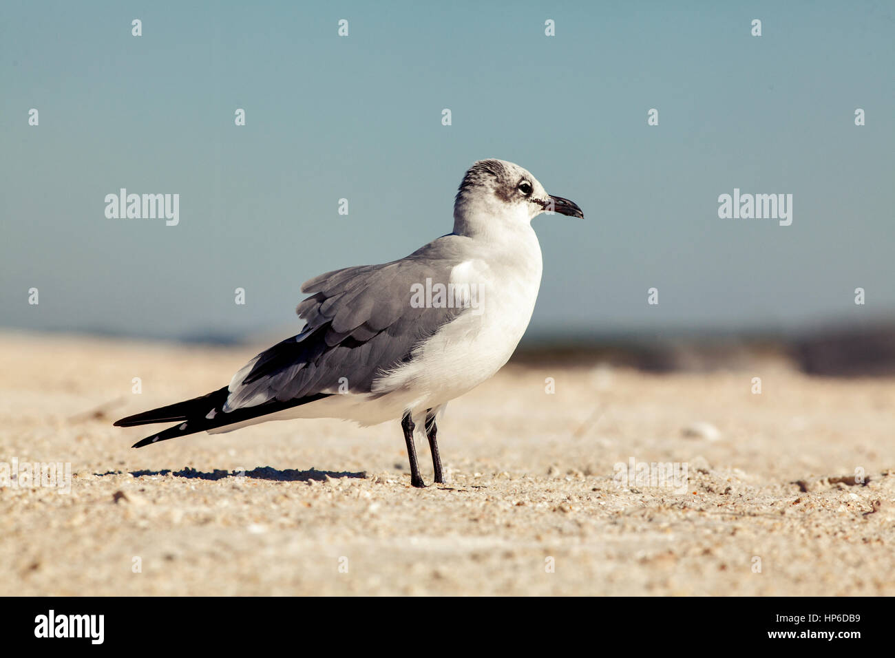 Juvenile laughing gull standing on a Gulf Coast, Florida beach Stock ...