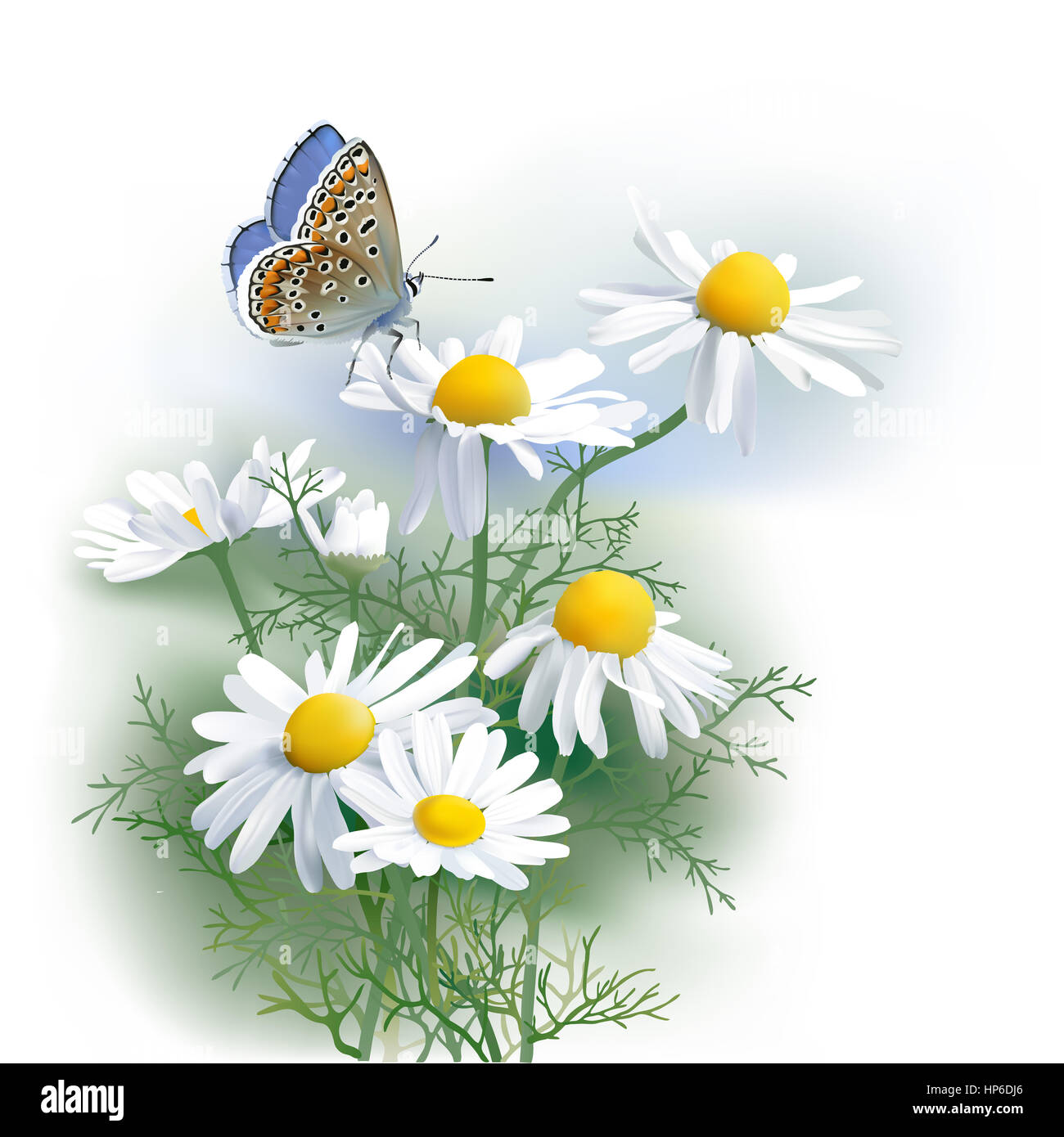 Chamomile, an aromatic wild flower, used as tea ingredient in herbal ...