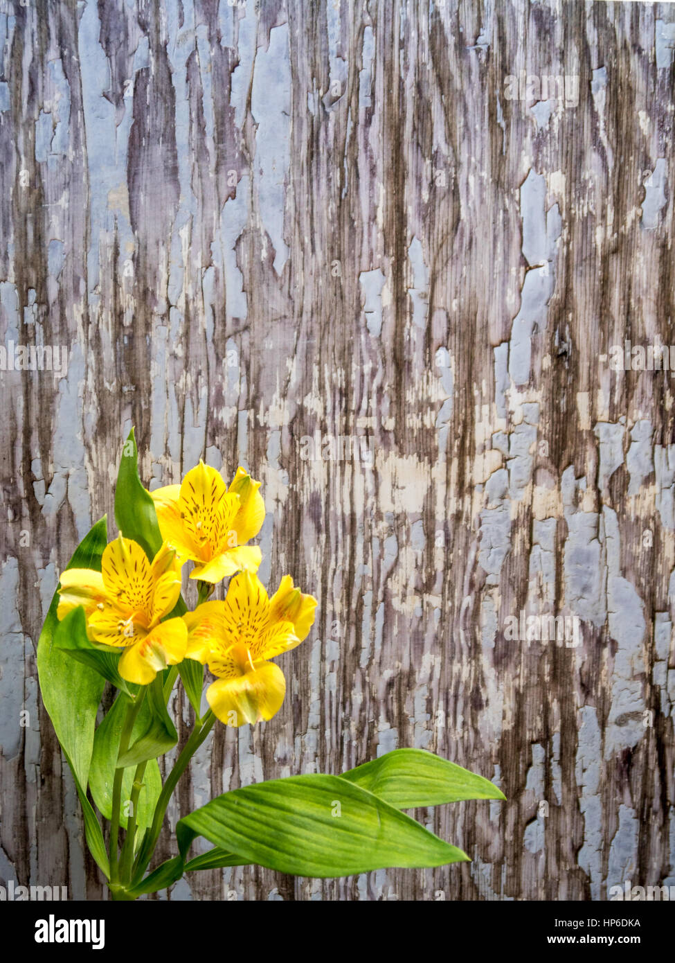 Alstroemeria on blue-grey peeling paint background, portrait ...