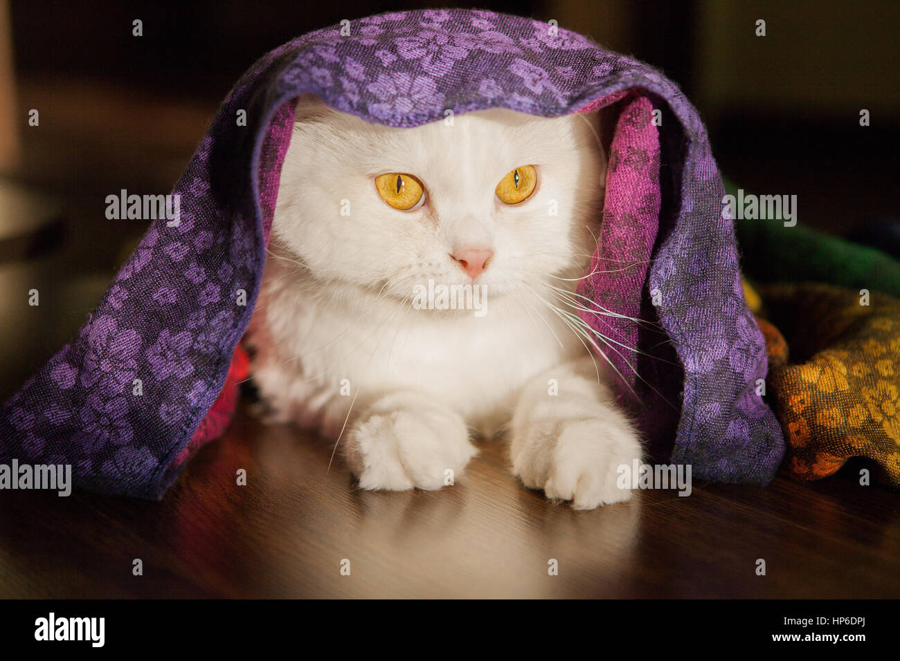 Portrait of a cute white kitty Stock Photo - Alamy