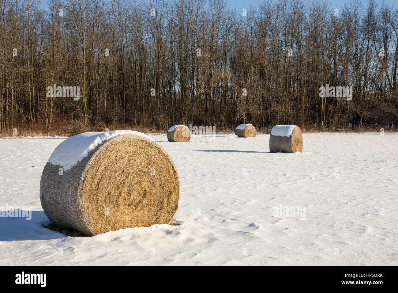 Golden hay bales in a snow covered winter field. Rural landscape with ...