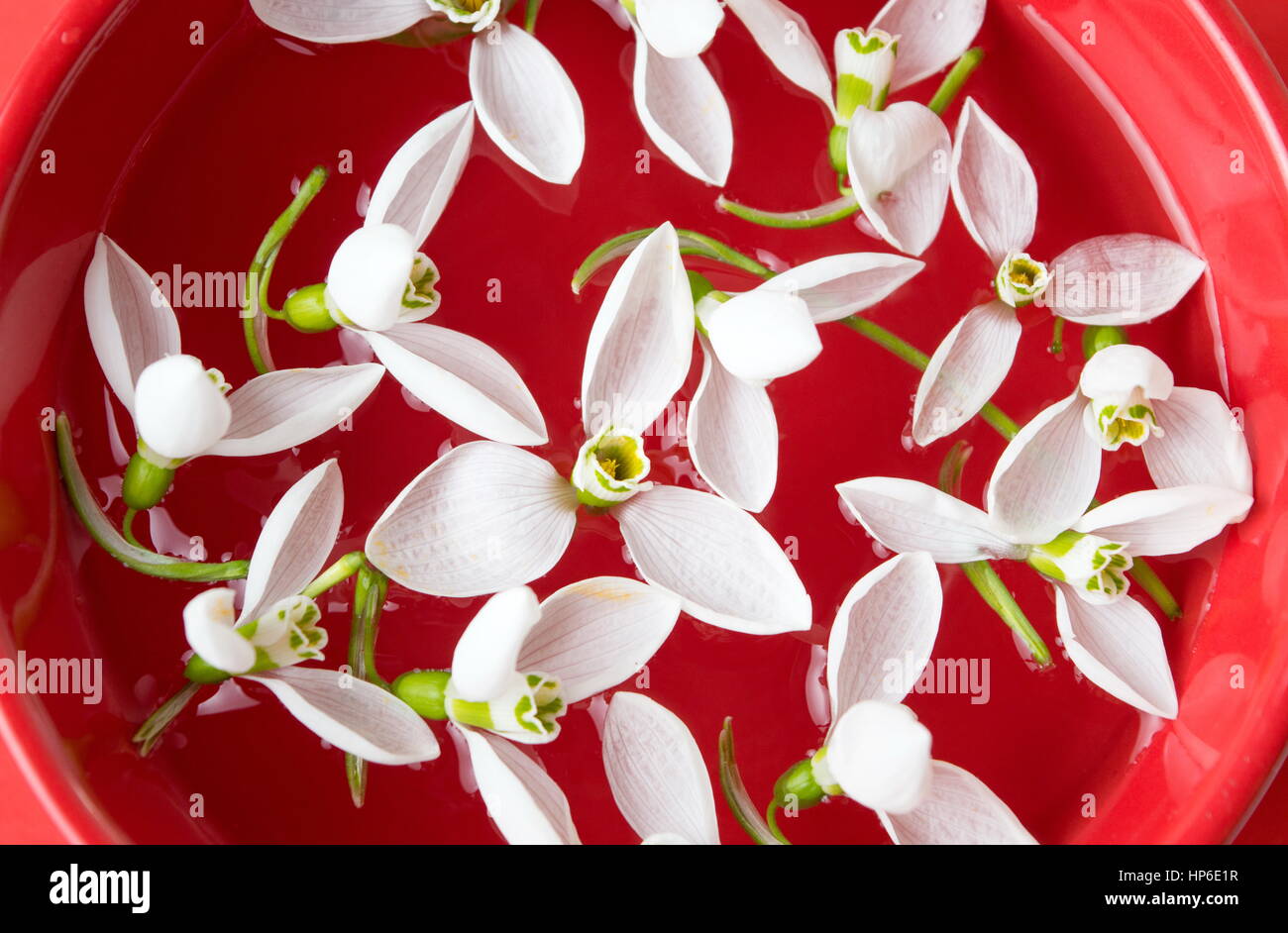 Fresh snowdrops floating in red bowl full of water Stock Photo - Alamy