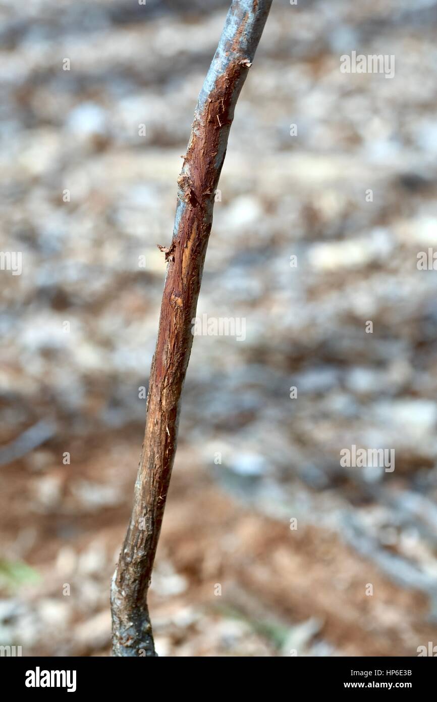 Tree with deer rub marks caused by a white-tailed deer (Odocoileus ...
