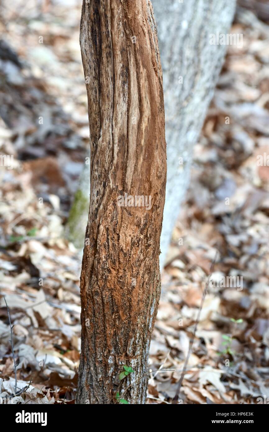 Tree with deer rub marks caused by a white-tailed deer (Odocoileus ...