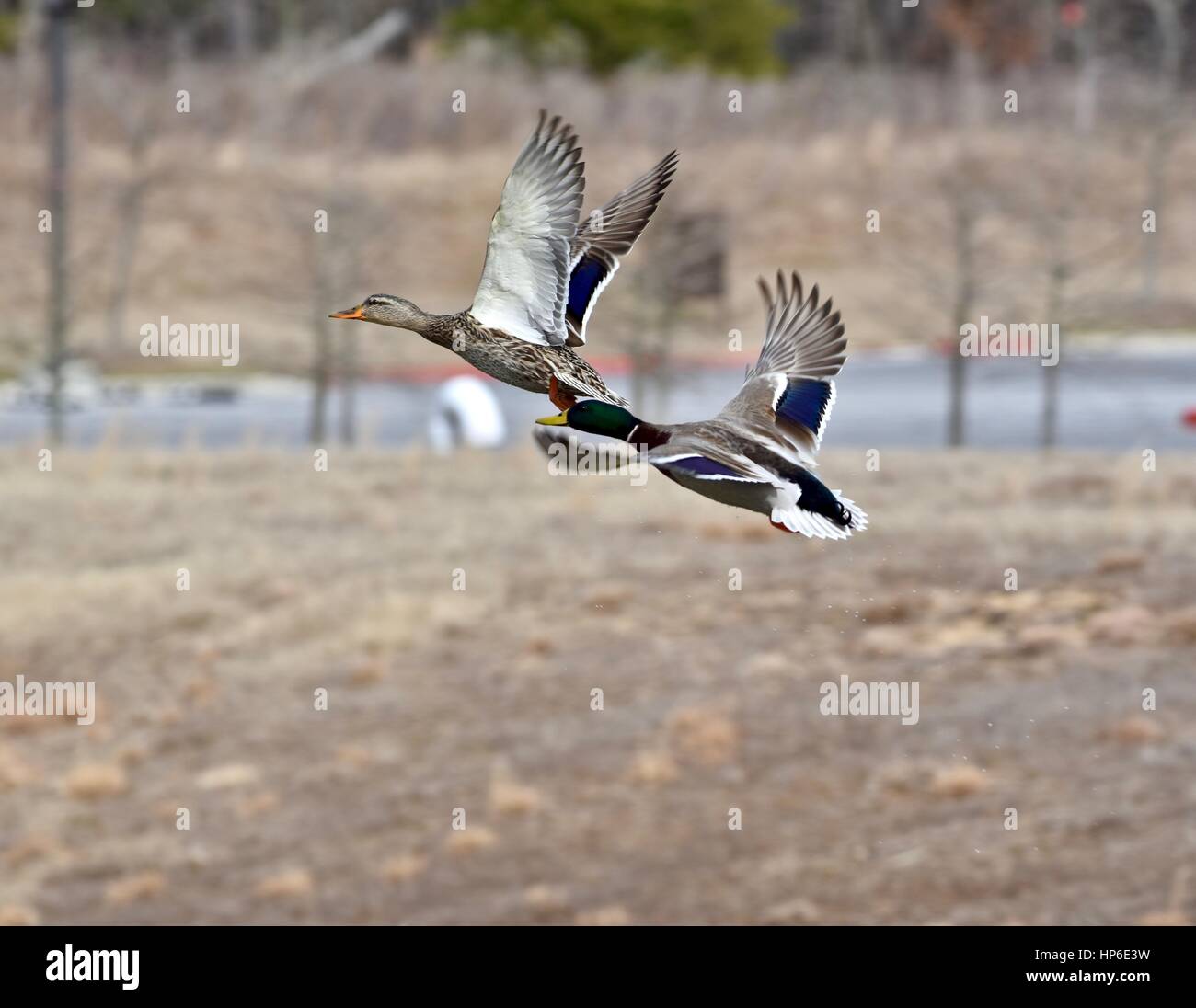 Mallard ducks in flight hi-res stock photography and images - Alamy