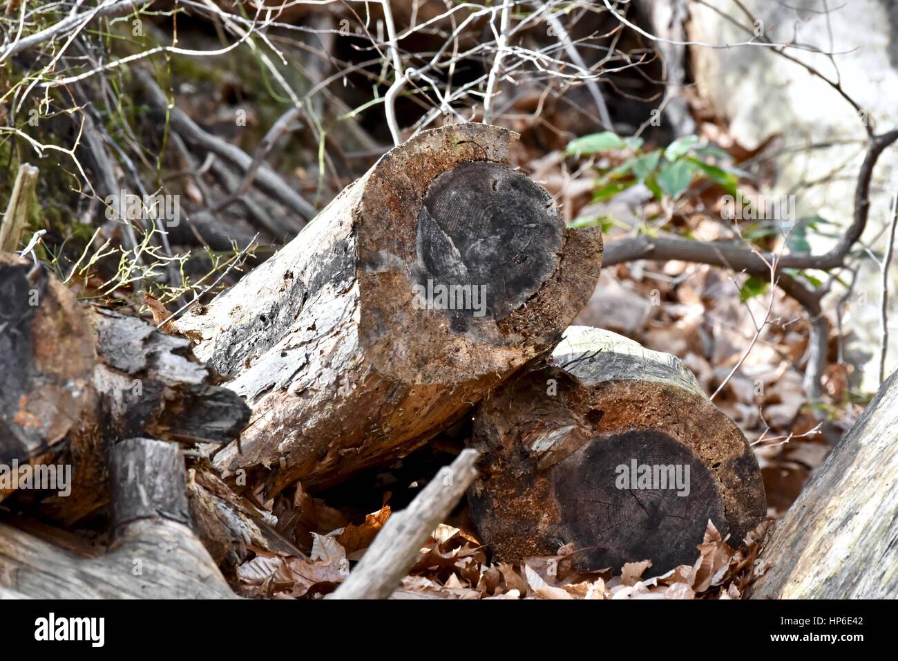 Stack of rotten logs on the ground Stock Photo - Alamy