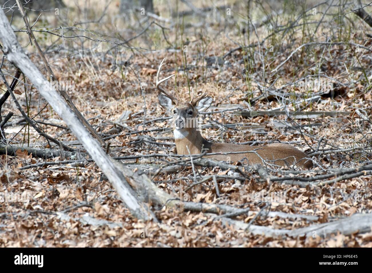 A white-tailed deer (Odocoileus virginianus) buck with a broken antler ...