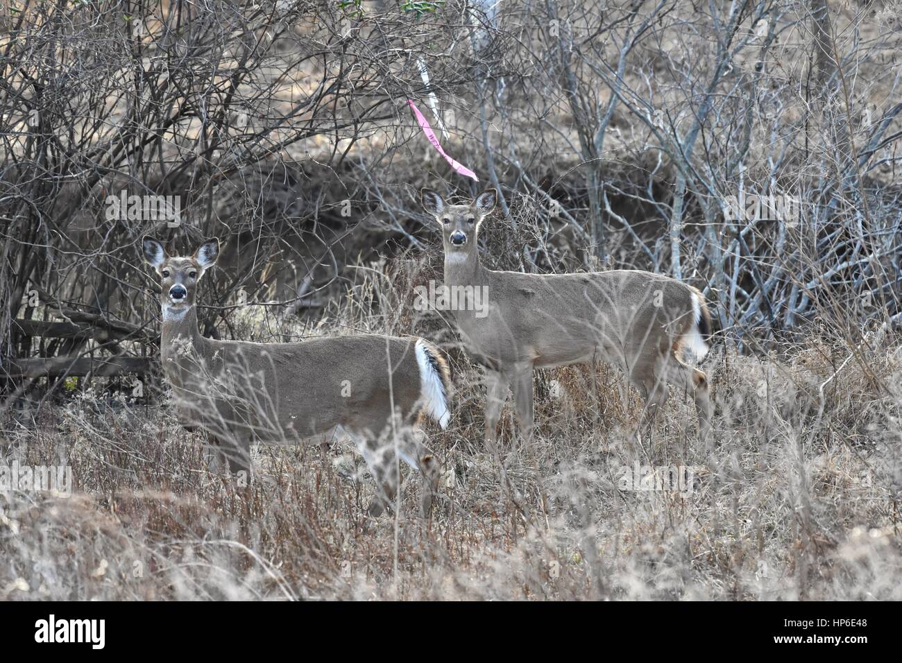 Two white-tailed deer (Odocoileus virginianus) does standing side by ...