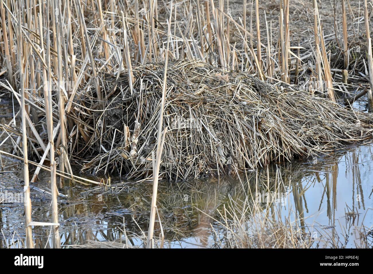 A beaver home built in a small pond by a beaver (Castor Stock Photo - Alamy