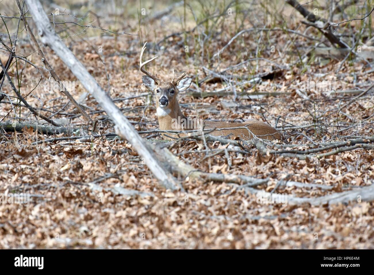 Antler wildlife hi-res stock photography and images - Alamy