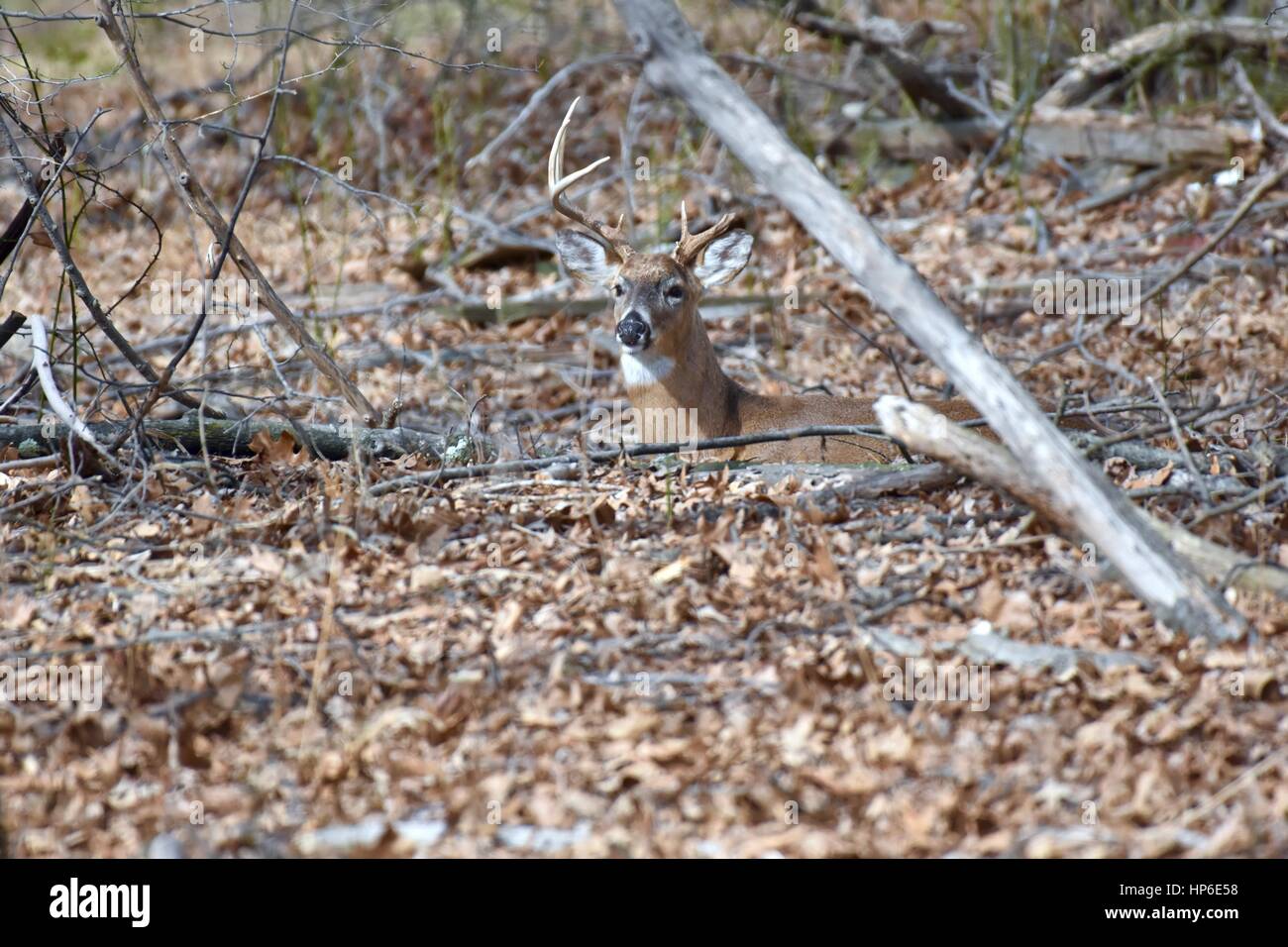 A white-tailed deer (Odocoileus virginianus) buck with a broken antler ...