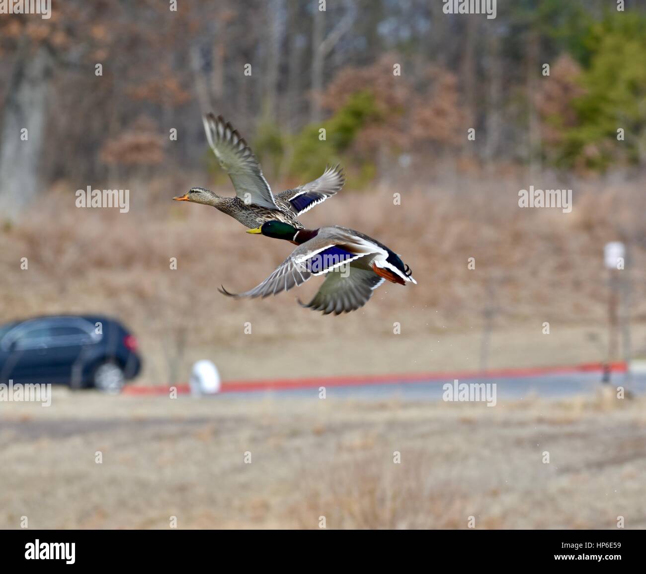 Mallard ducks in flight hi-res stock photography and images - Alamy