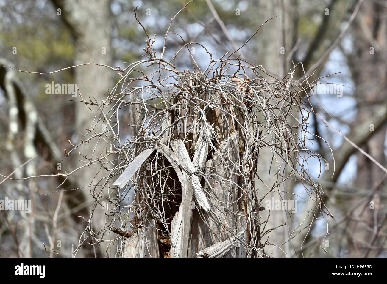 Dead vines hi-res stock photography and images - Alamy