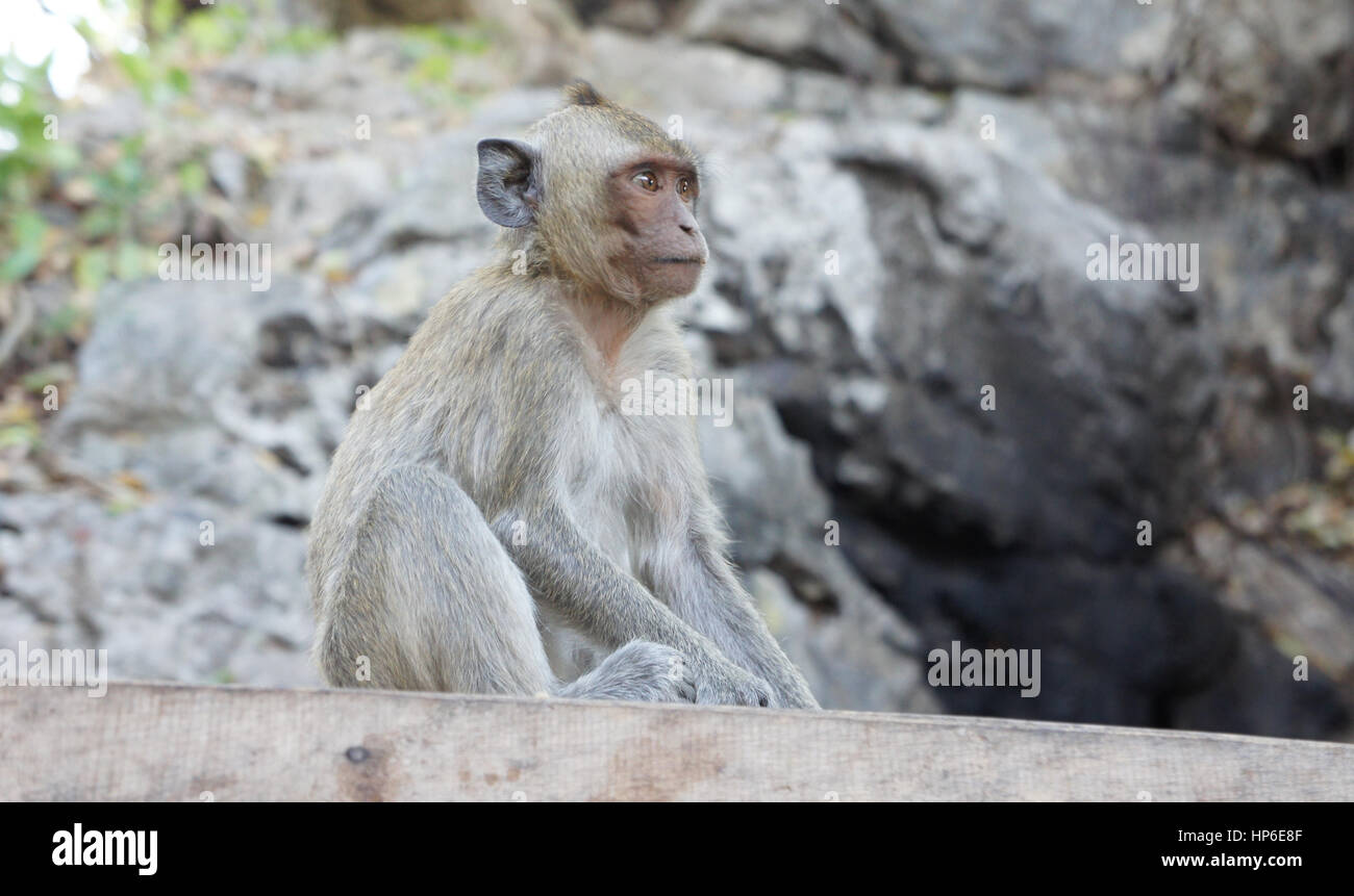 Pigtail macaque monkey hi-res stock photography and images - Alamy