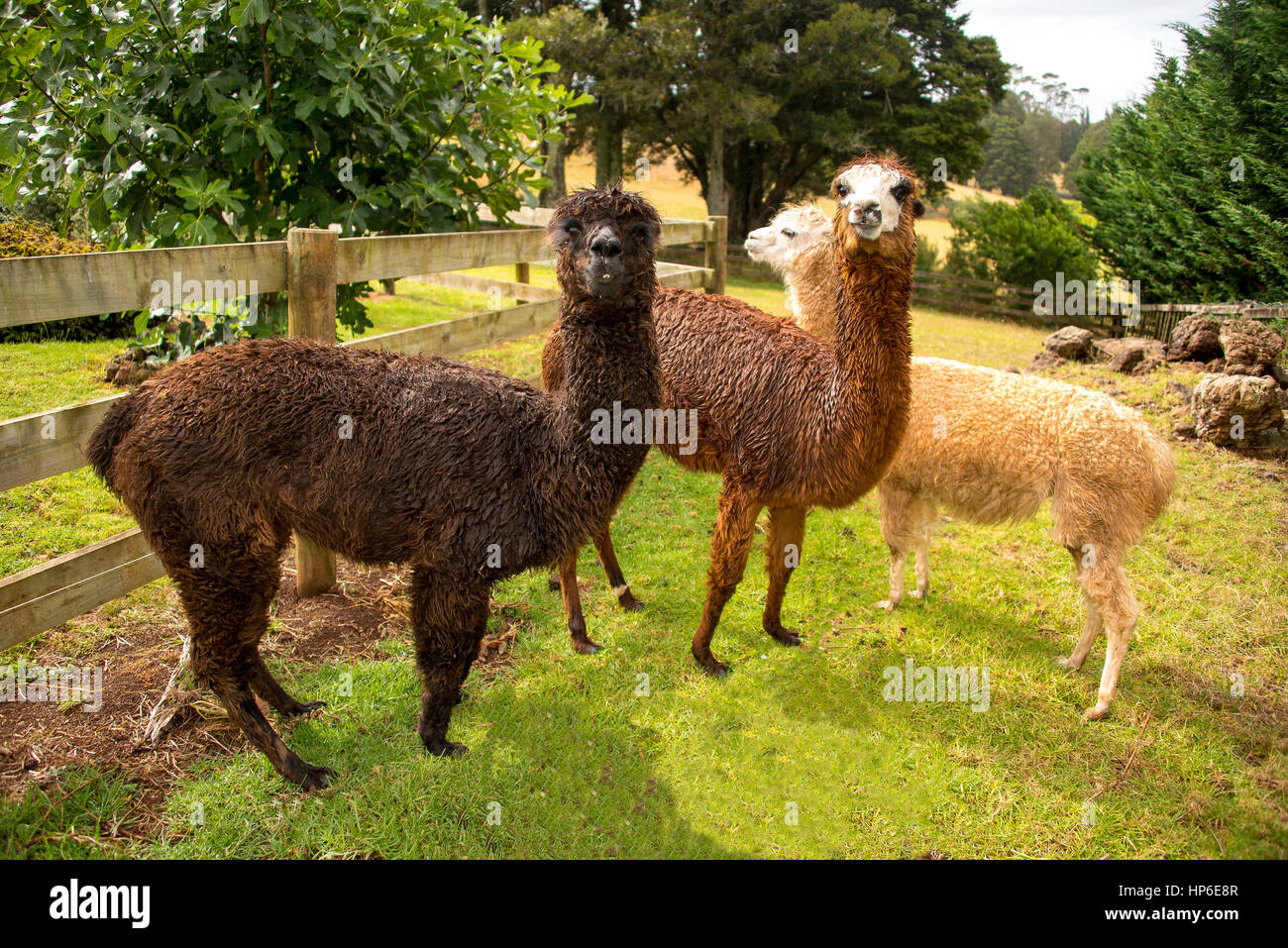 Alpacas on a farm Stock Photo - Alamy
