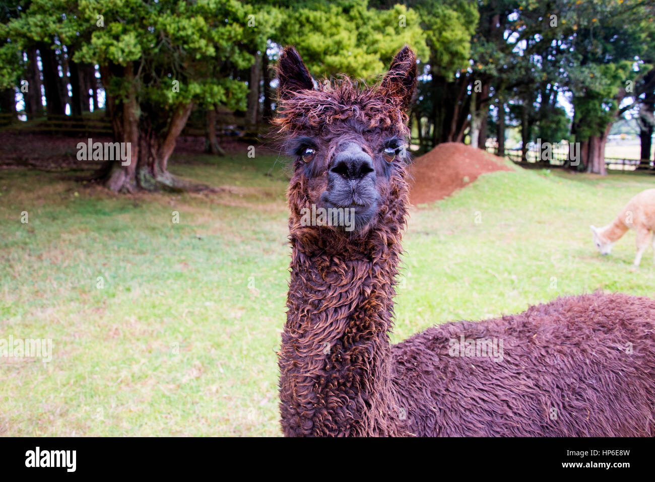 Alpacas on a farm Stock Photo - Alamy