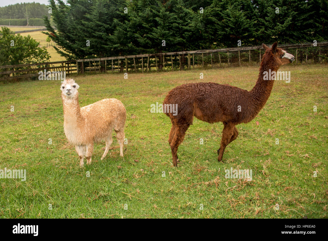 Alpacas on a farm Stock Photo - Alamy
