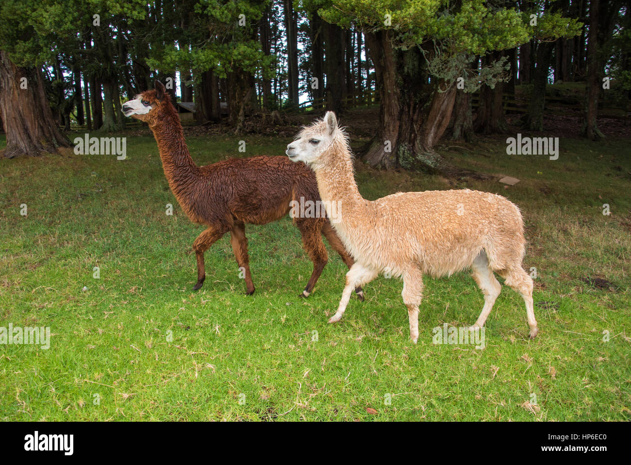 Alpacas on a farm hi-res stock photography and images - Alamy