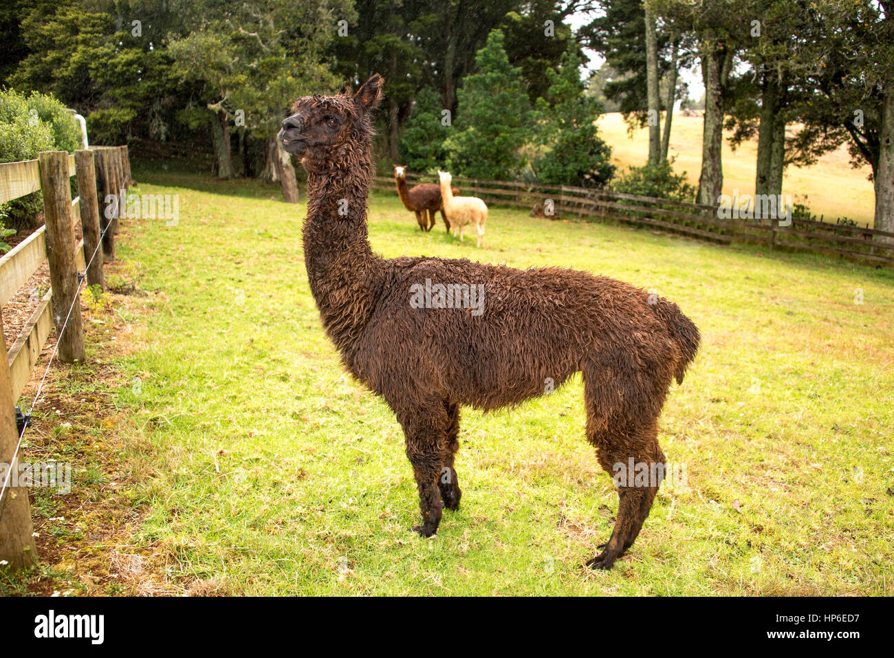 Alpacas on a farm Stock Photo - Alamy