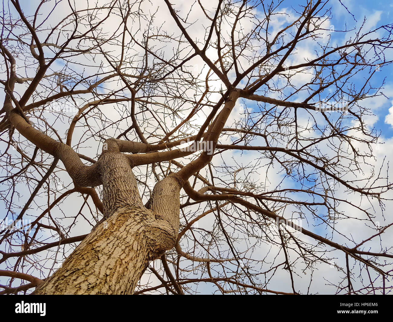 Empty tree hi-res stock photography and images - Alamy