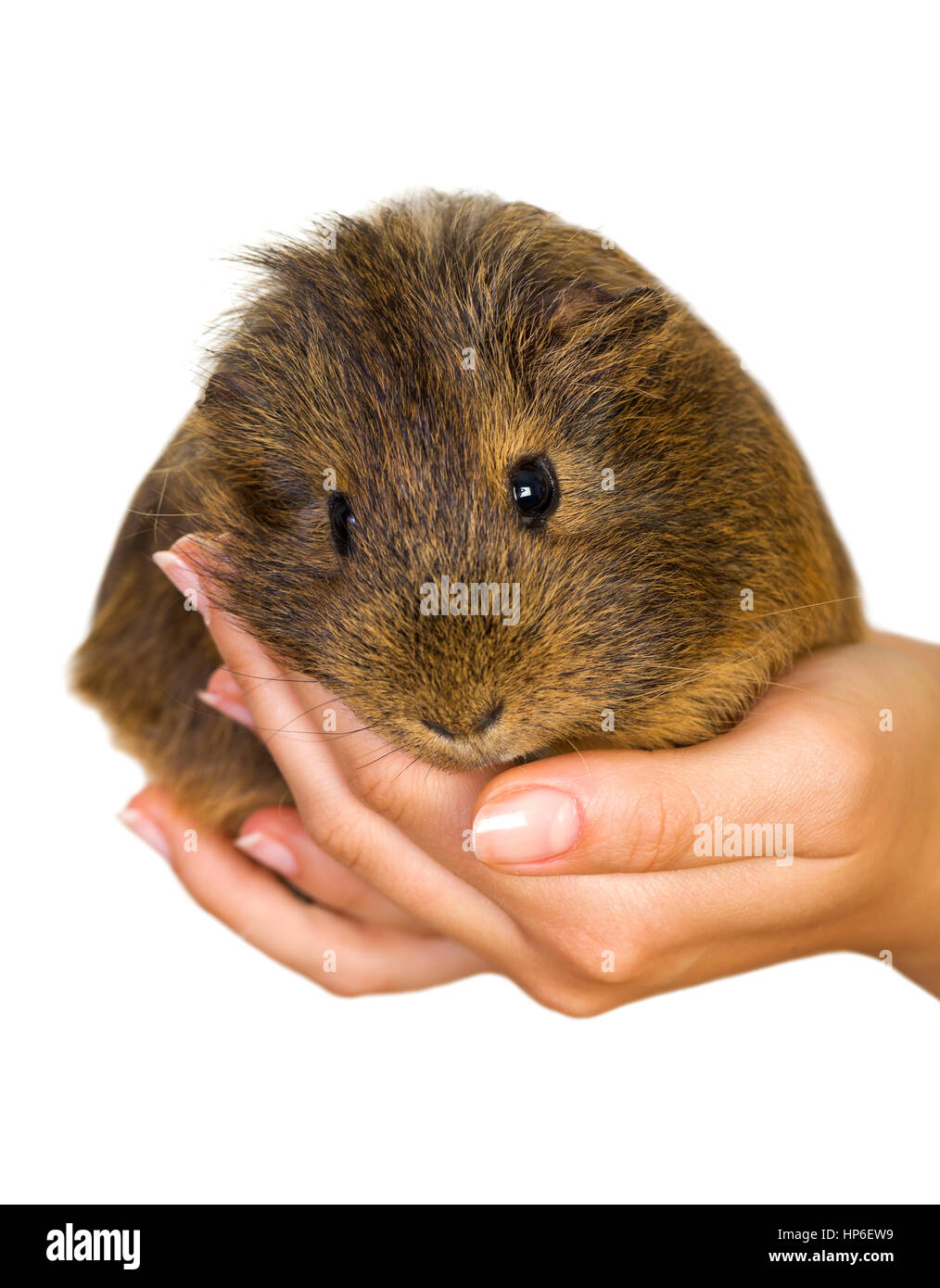 Picture of a female hand holding a guinea pig Stock Photo - Alamy