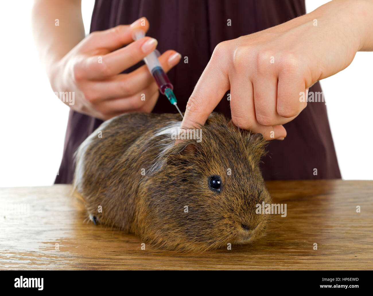 Picture of a female hand holding a guinea pig Stock Photo - Alamy