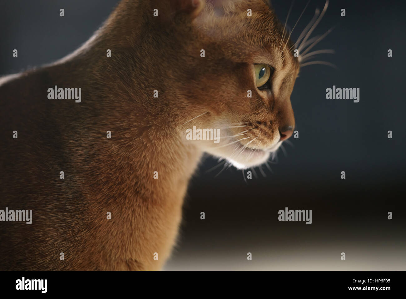 Abyssinian cat standing hi-res stock photography and images - Alamy