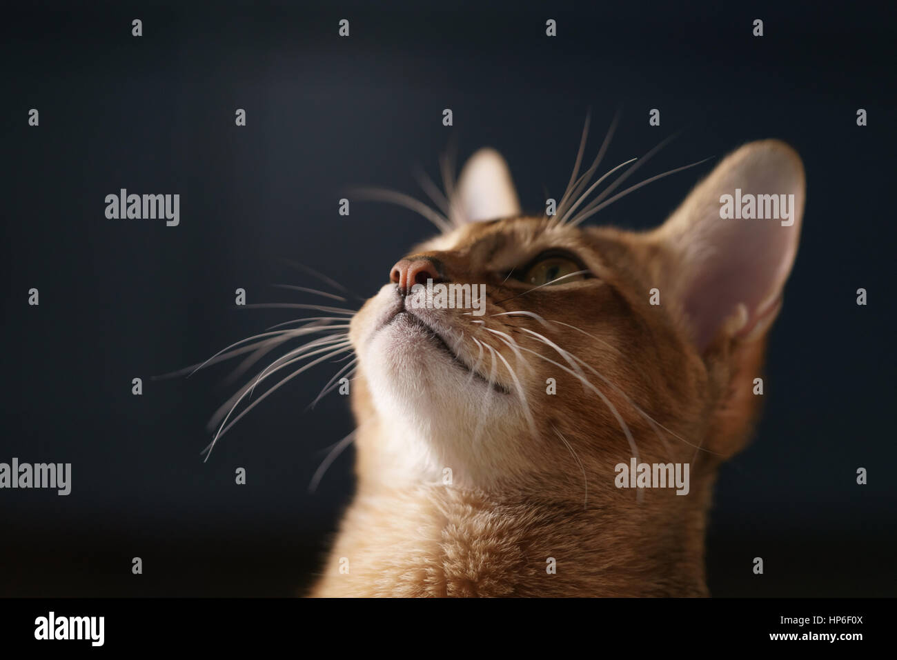 Abyssinian cat standing hi-res stock photography and images - Alamy