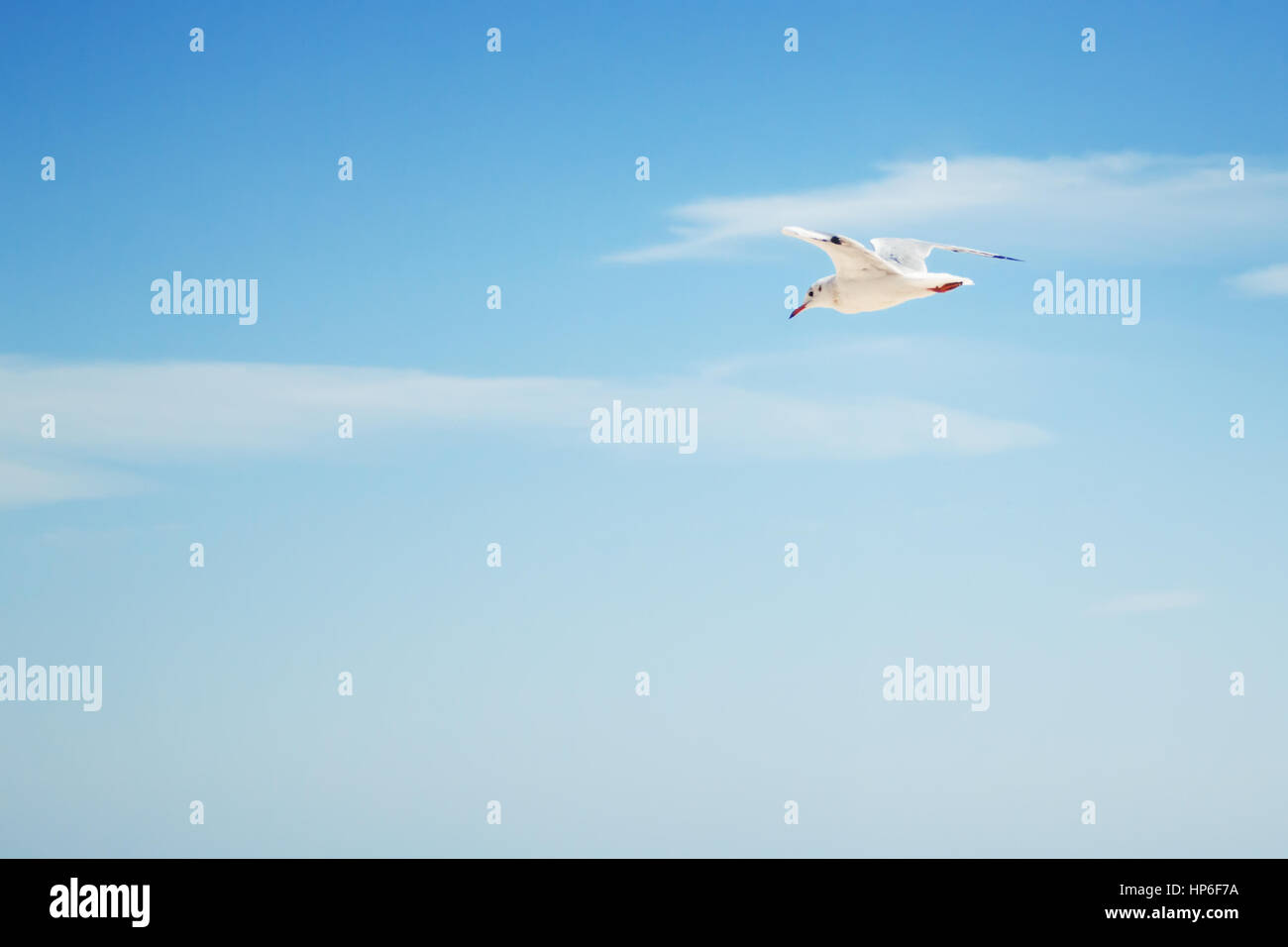 seagull on the sky background. Background with place for text seagull ...