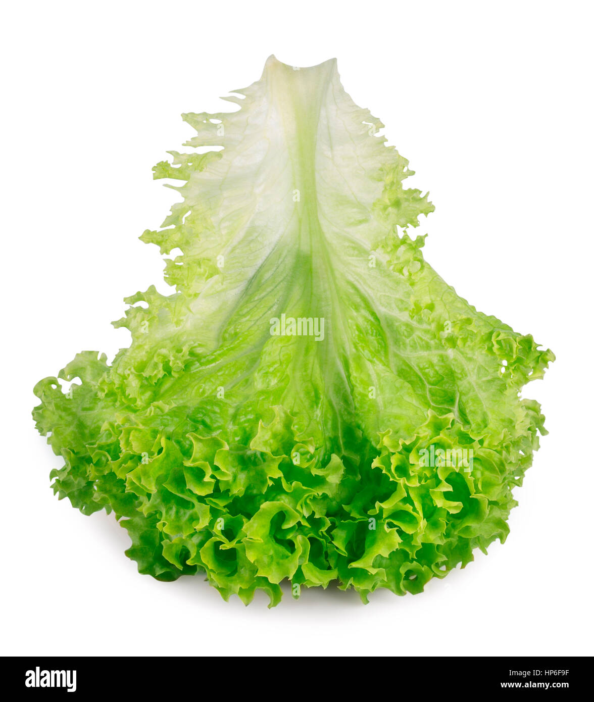 Salad leaf. Fresh lettuce one leaf isolated on white background closeup ...