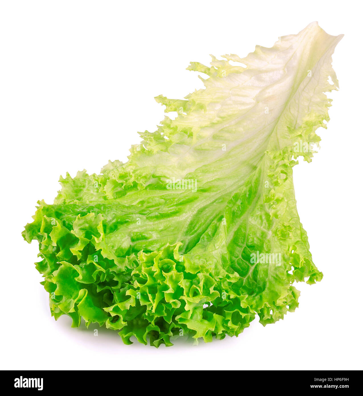 Salad leaf. Fresh lettuce one leaf isolated on white background close ...
