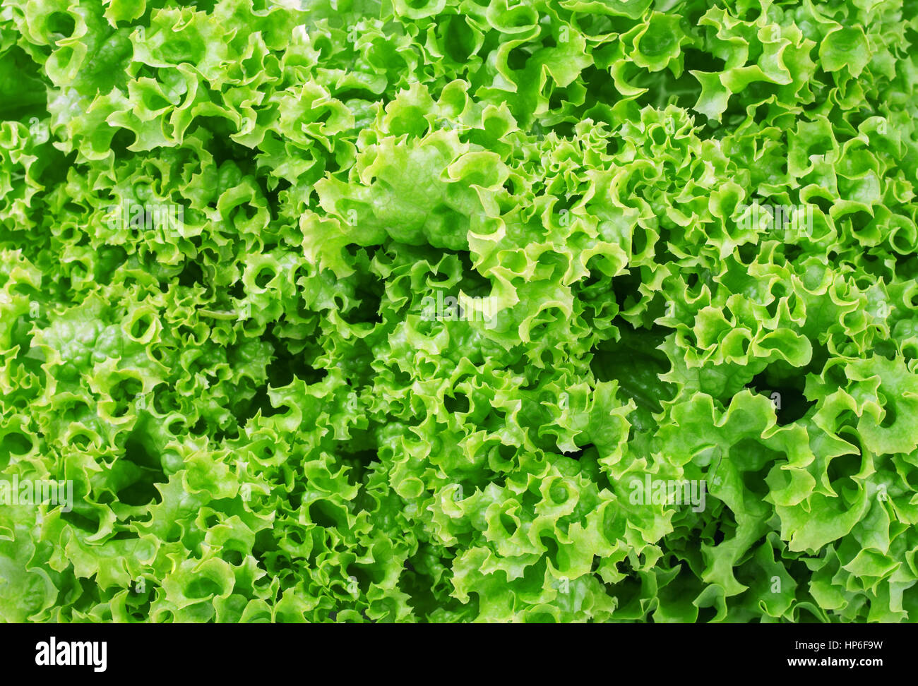 Fragment abstract organic hi-res stock photography and images - Alamy