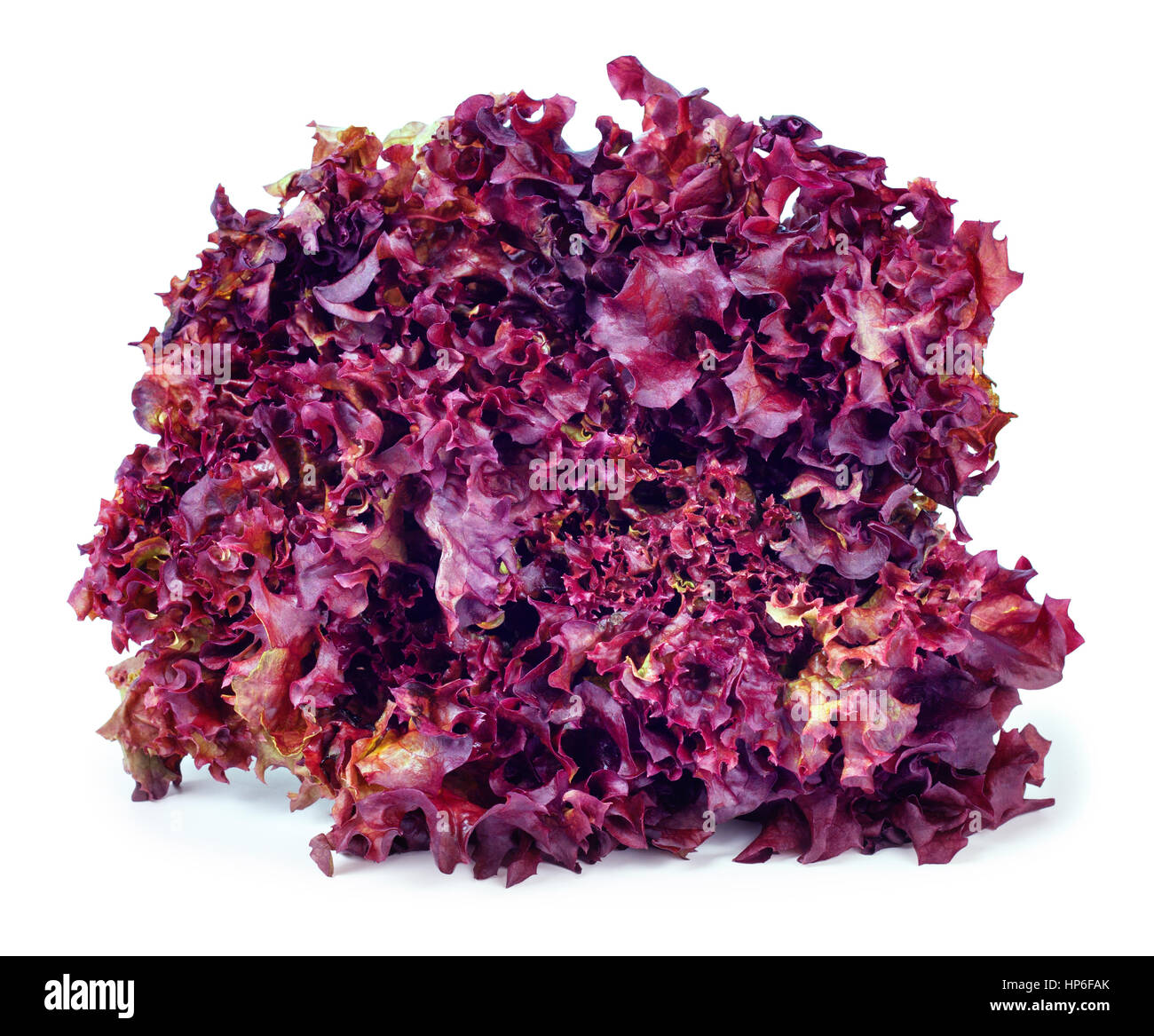 sheaf of purple lettuce Lollo Rosso isolate. Fresh vegetable salad Lollo Rosso Stock Photo - Alamy