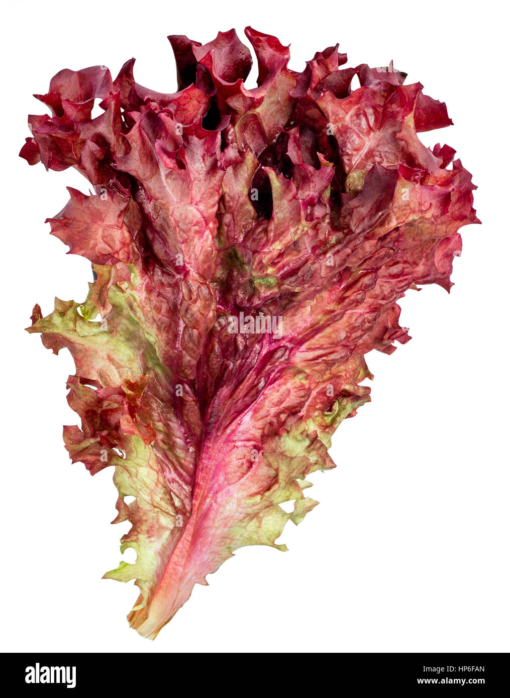 vegetable salad lettuce Lollo Rosso isolated on white background. Sheet ...