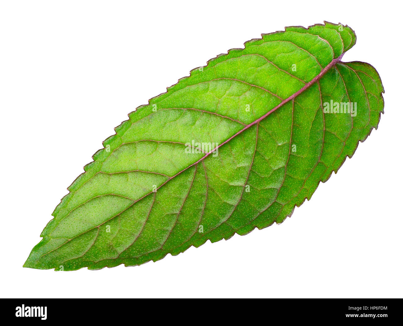 single fresh mint leaf isolated on white background studio macro Stock ...