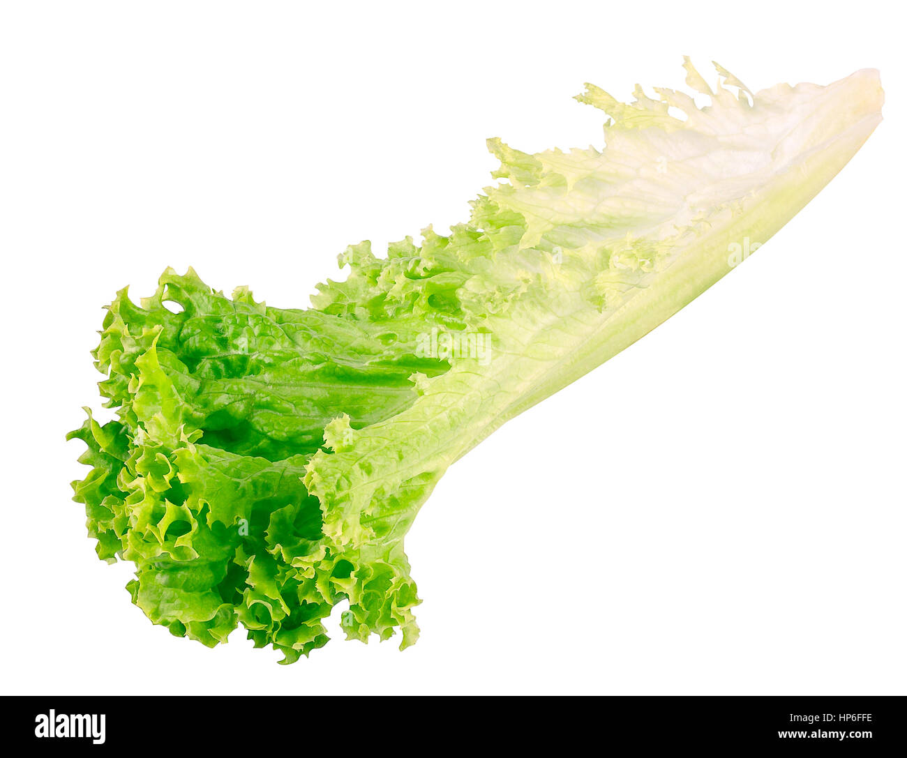 Salad leaf side view. Fresh lettuce one leaf isolated on white ...
