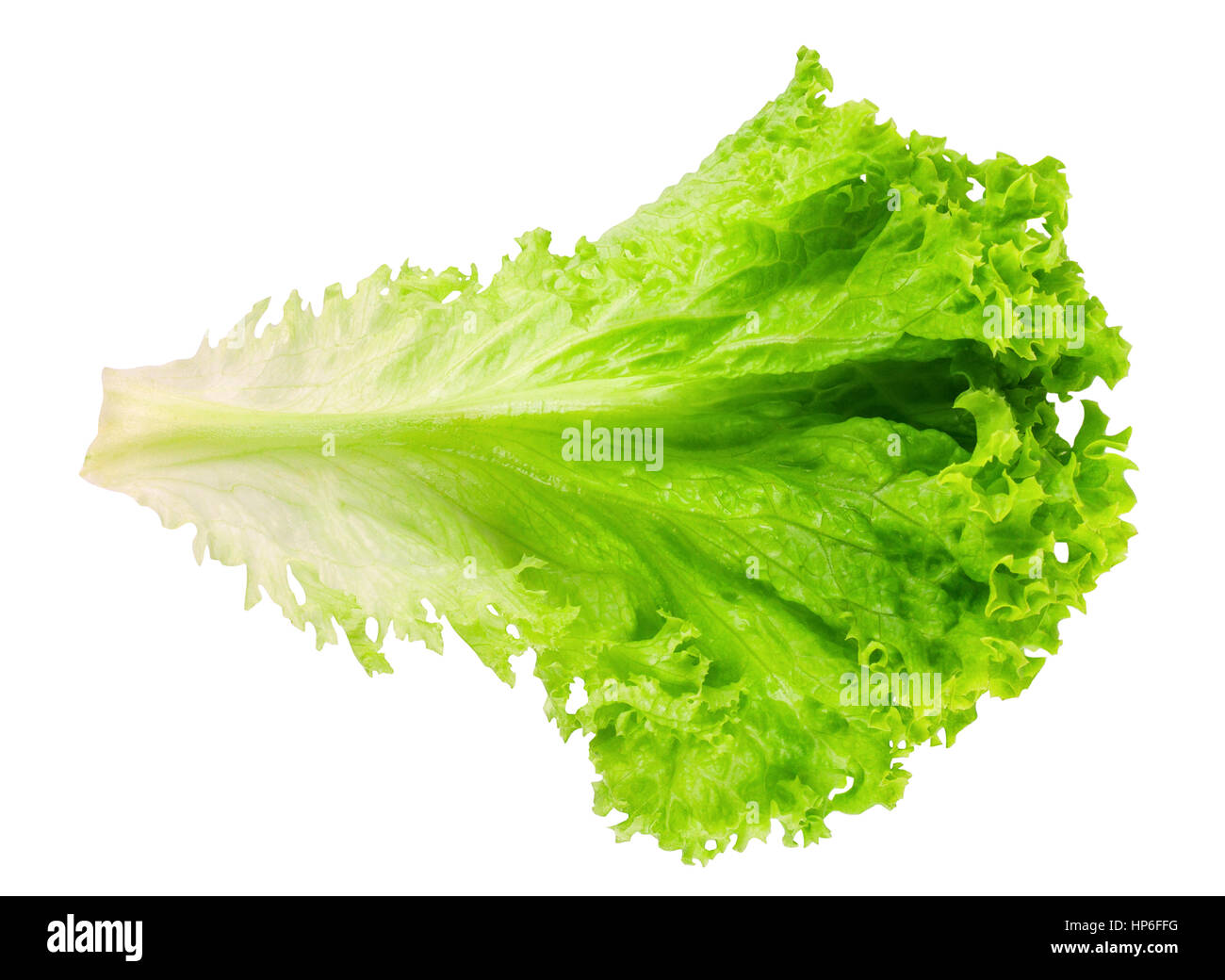 Salad leaf top view. Fresh lettuce one leaf isolated on white ...