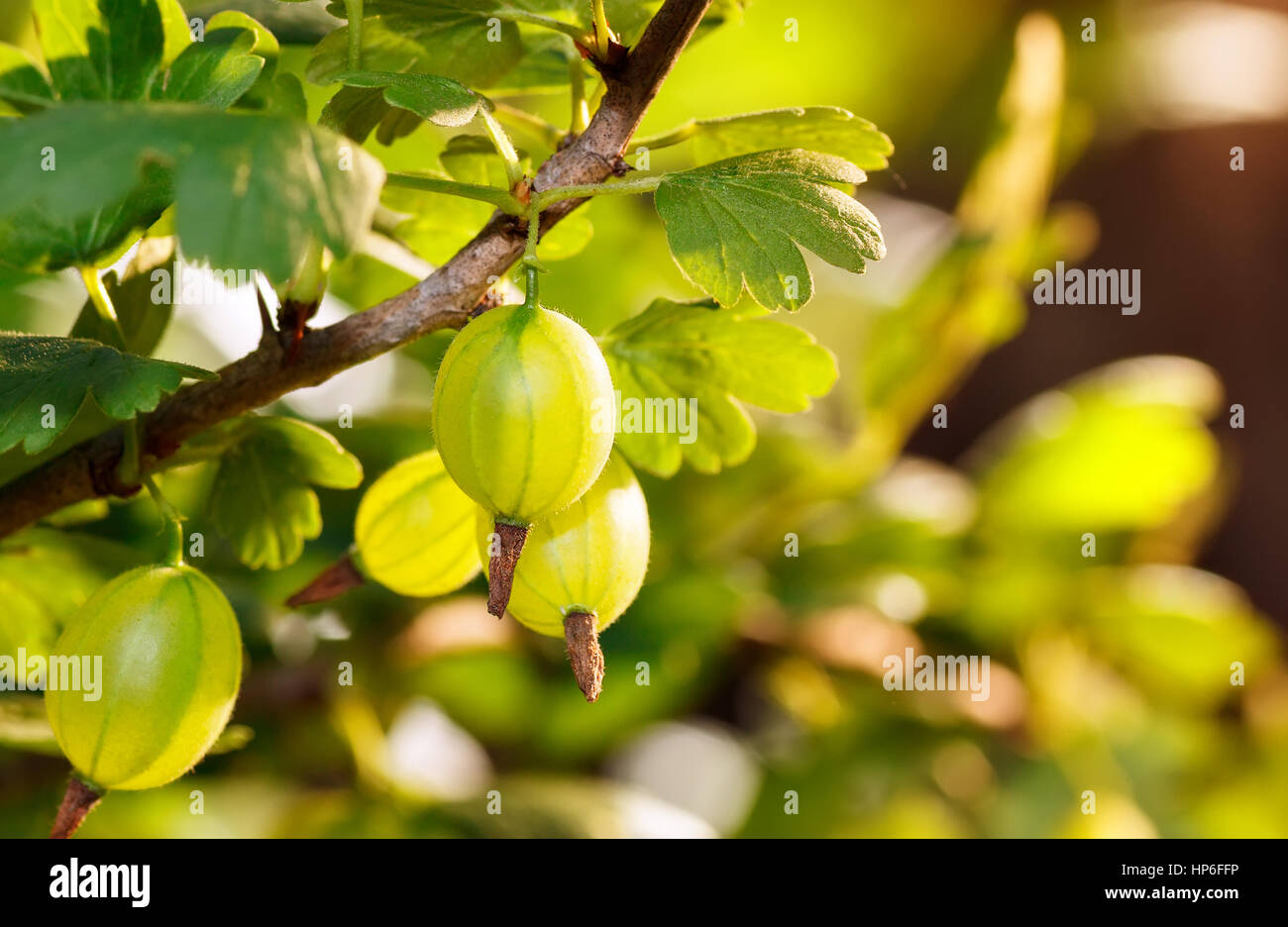 Fresh green gooseberries on a branch of gooseberry bush with sunlight ...